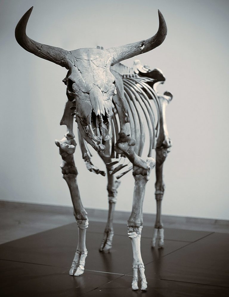 Toros y uros – Eukele